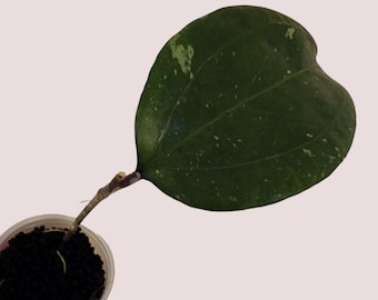 Hoya michele Splash MB1255 exact Plant - Etsy