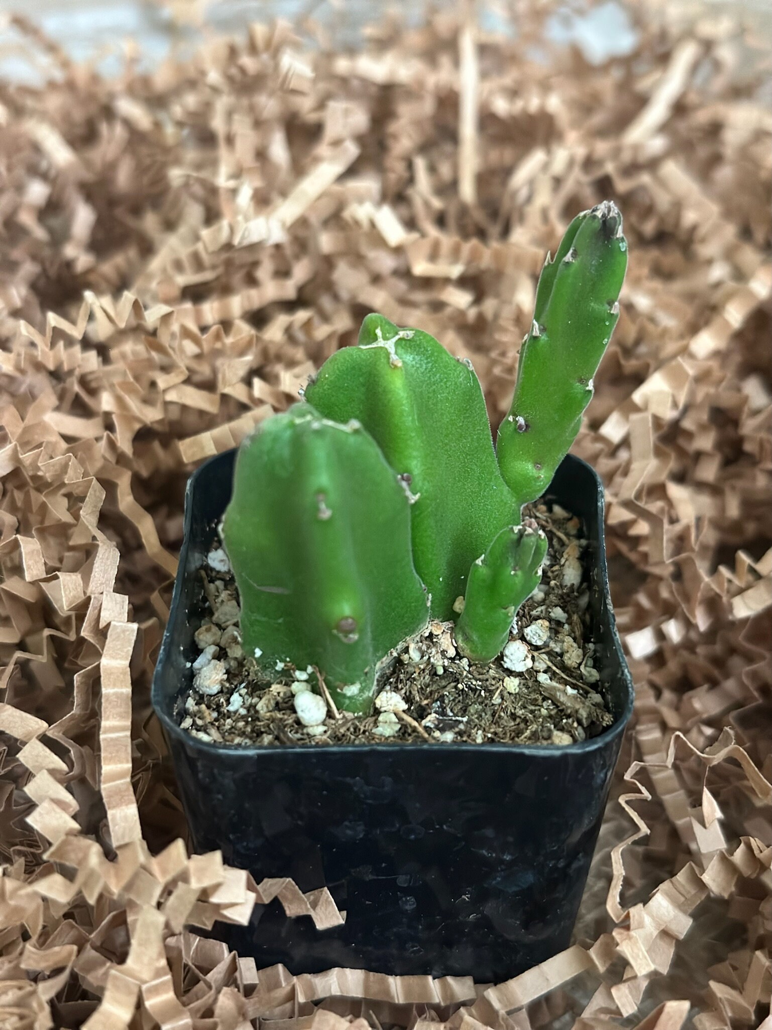 6 Assorted Mini Cacti in 2 Inch Pots - Etsy