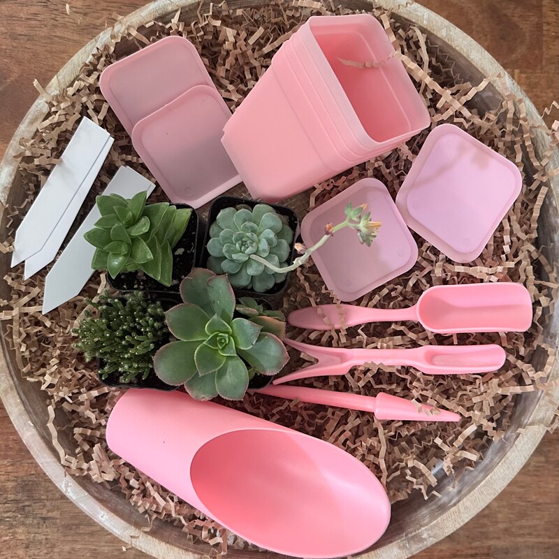 Succulent Kits - Etsy