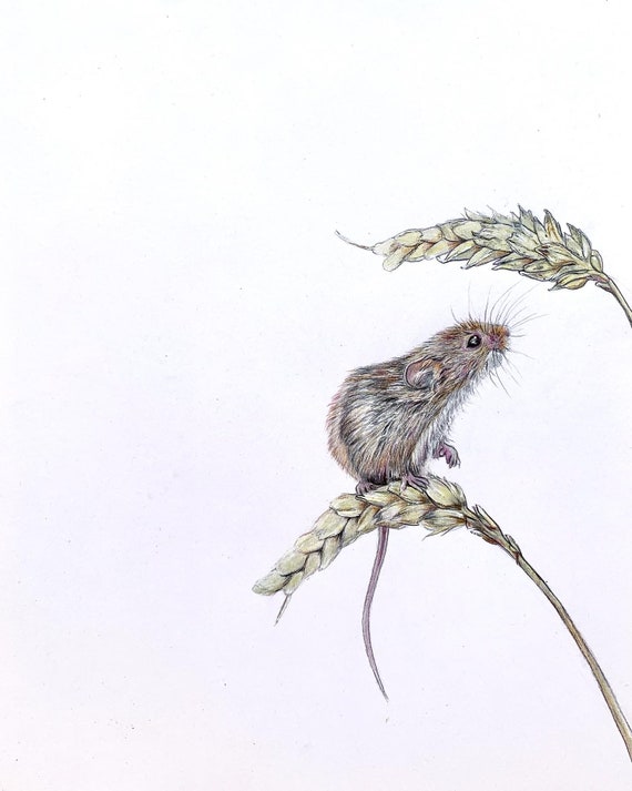 Field Mouse Drawing