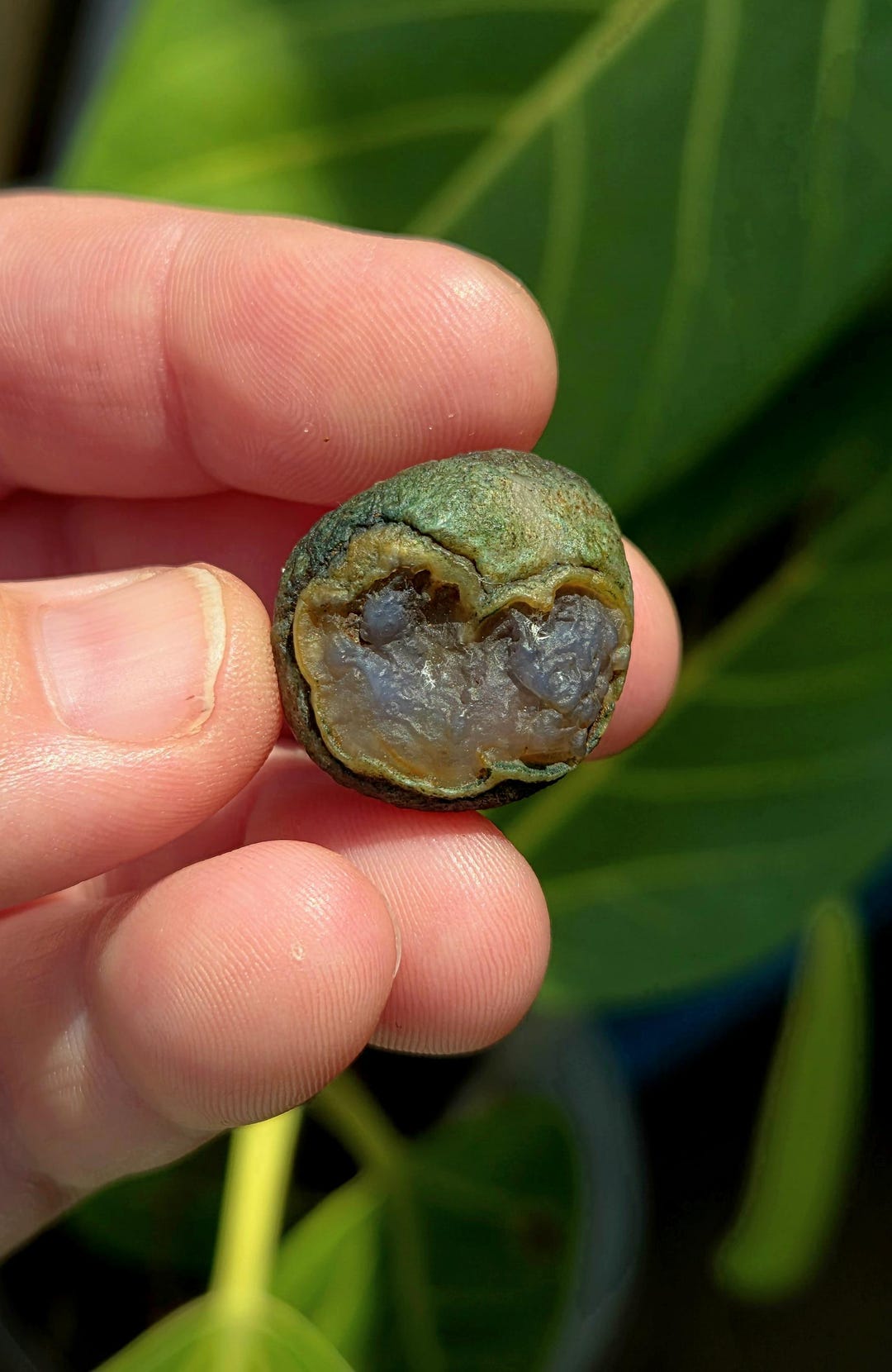 Extremely Rare Purple and Green Gobi Eye Agate Palmstone! Colorful Gobi ...
