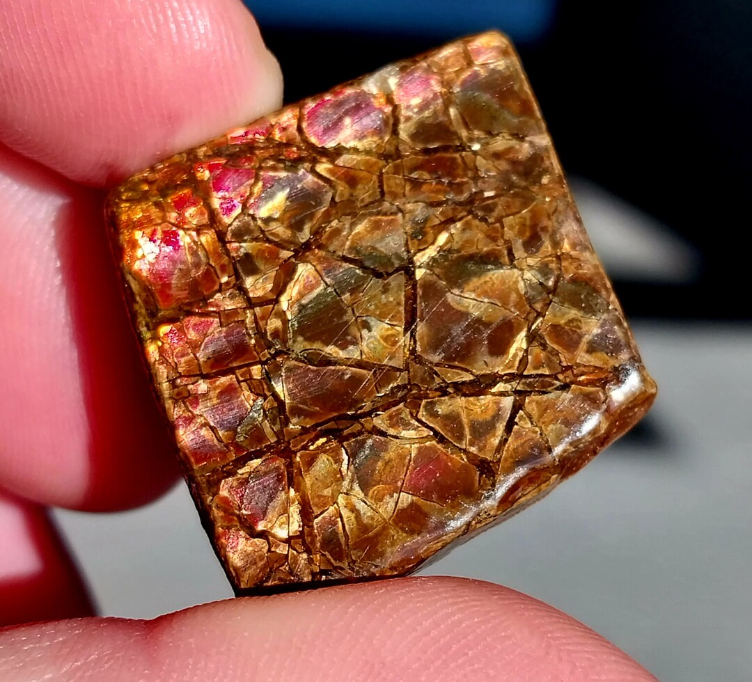 Natural Flashy Red and Pink Ammolite Specimen Ammolite Slice. Ammolite ...
