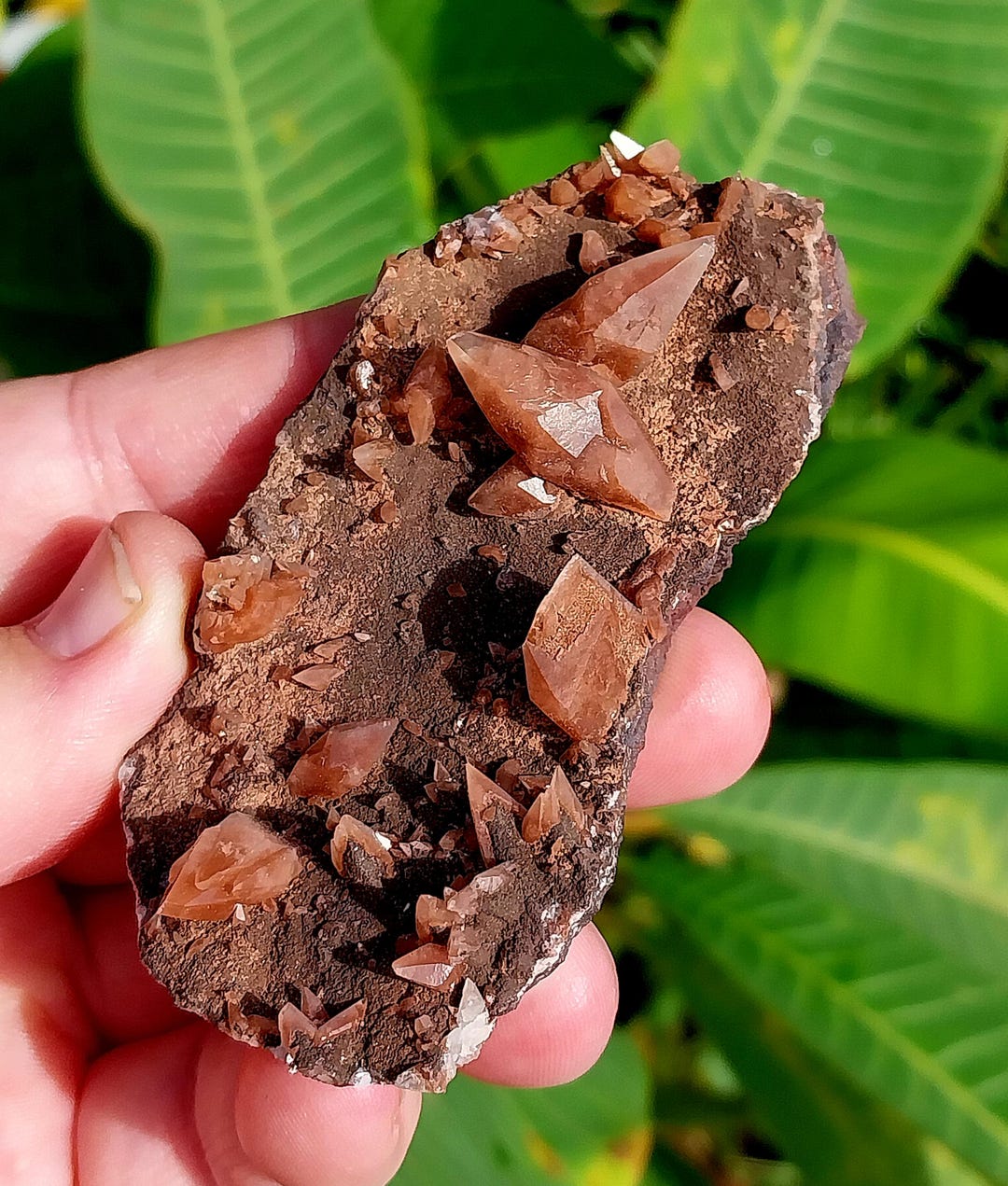 Amazingly Saturated Chocolate Dog Tooth Calcite on Matrix Specimen ...