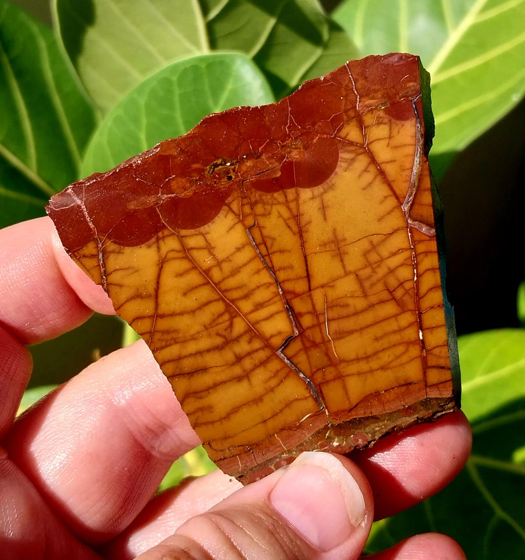 Spider Web Jasper Slab From Oregon! Spider Web Jasper. Oregon Jasper ...