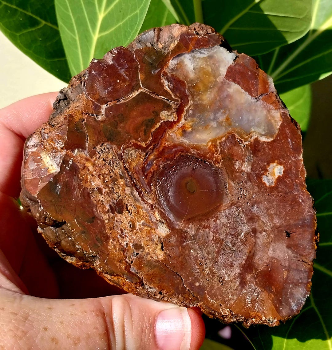 XXL Thunder Egg Agate From Oregon. Thunder Egg. Agate Thunder Egg ...