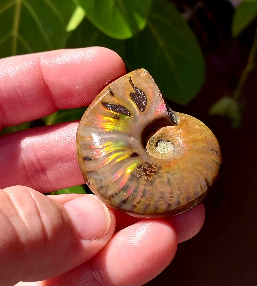 Flashy Rainbow Ammonite Fossil Shell! Fossil Shell. Ammonite Shell ...