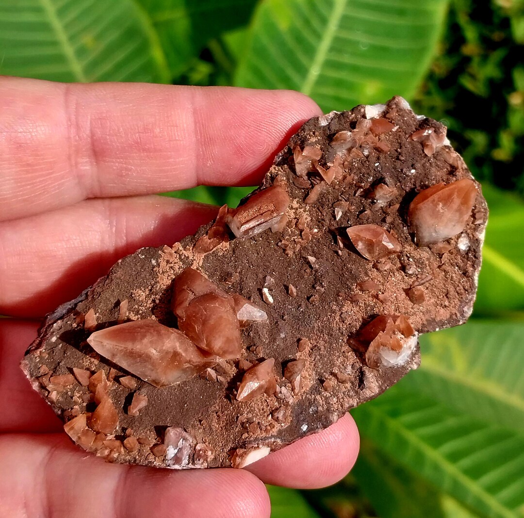 Highly Saturated Chocolate Dog Tooth Calcite on Matrix Specimen ...
