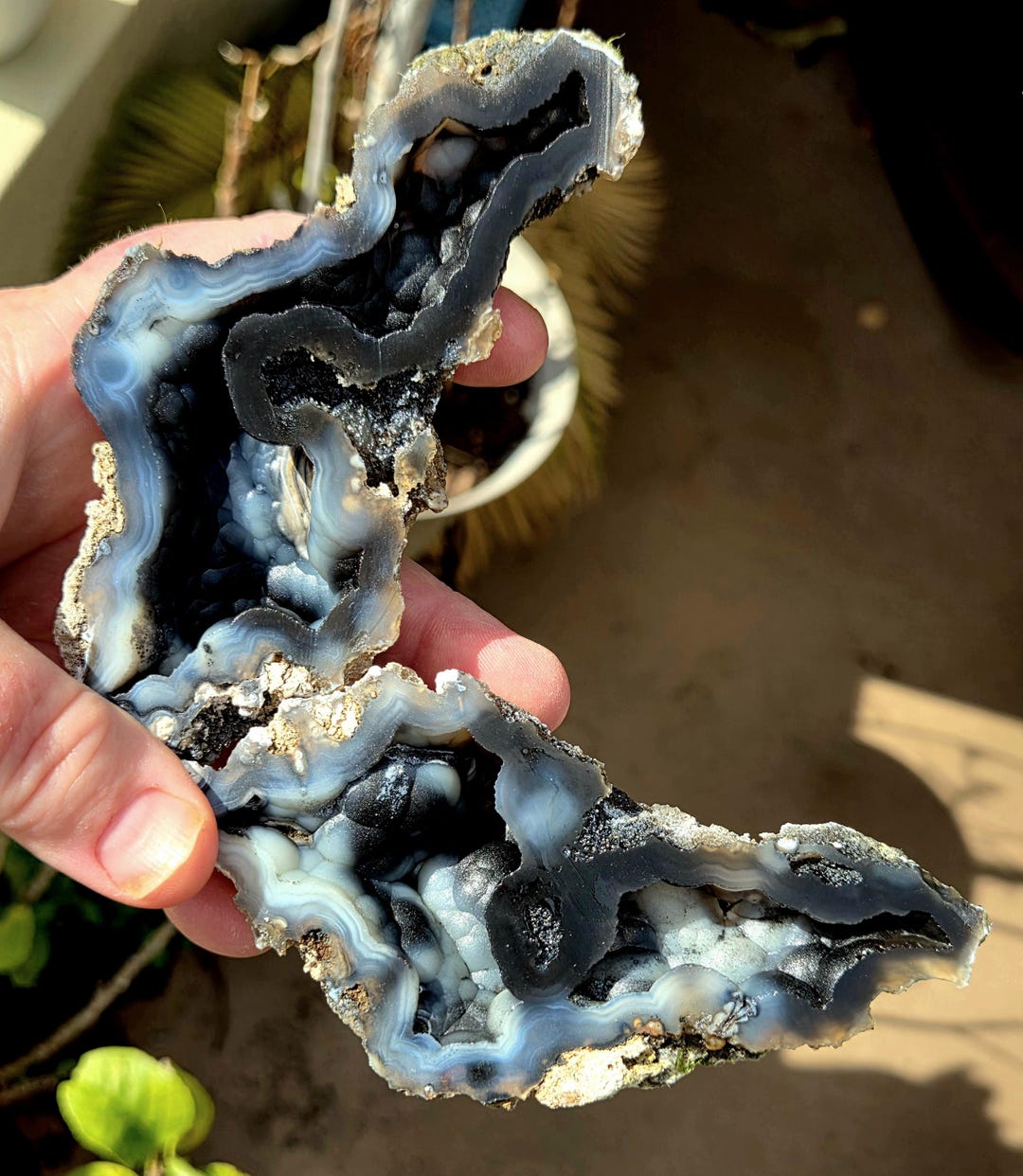 Large Blue Tampa Bay Agatized Coral Slice Geode Pair. Agatized Coral ...