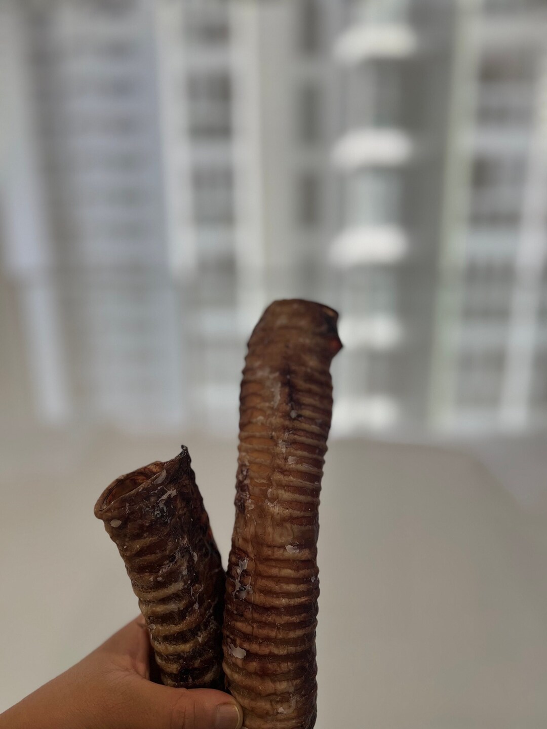 Moo Tubes Enrichment Cow Trachea 100% Natural & Australian - Etsy