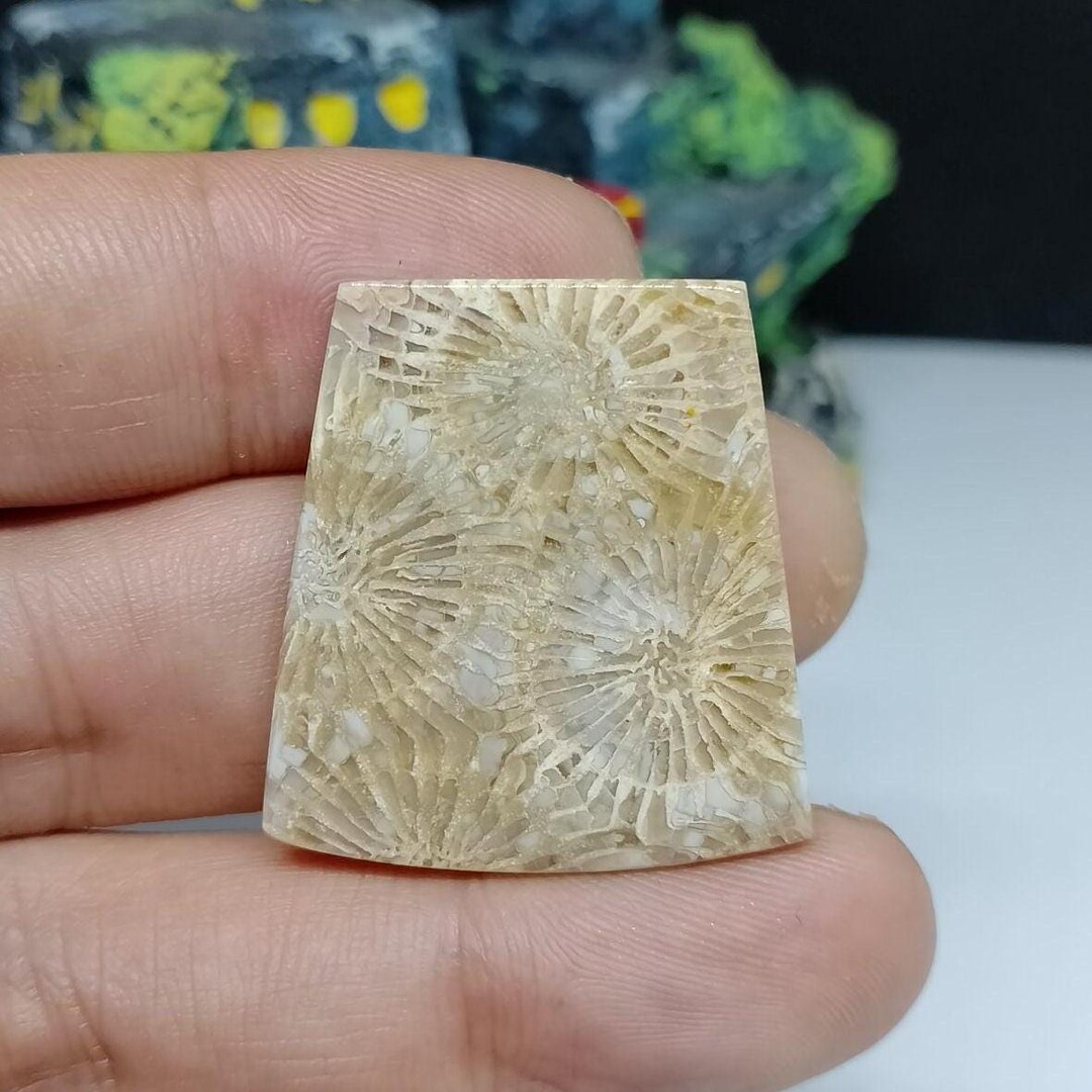 Coral Fossil Cabochon (30x28x4 Mm) - Etsy