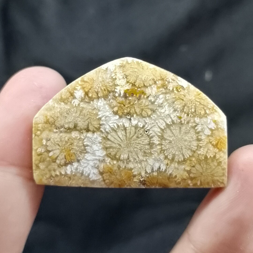 Cabochon Fossil Coral Lotus Flowers Are Very Beautiful - Etsy