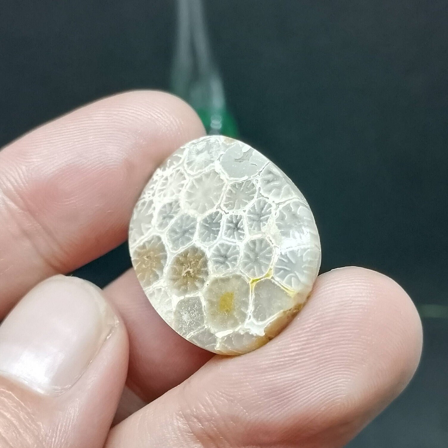 Coral Fossil Stone With Beautiful Patterns - Etsy