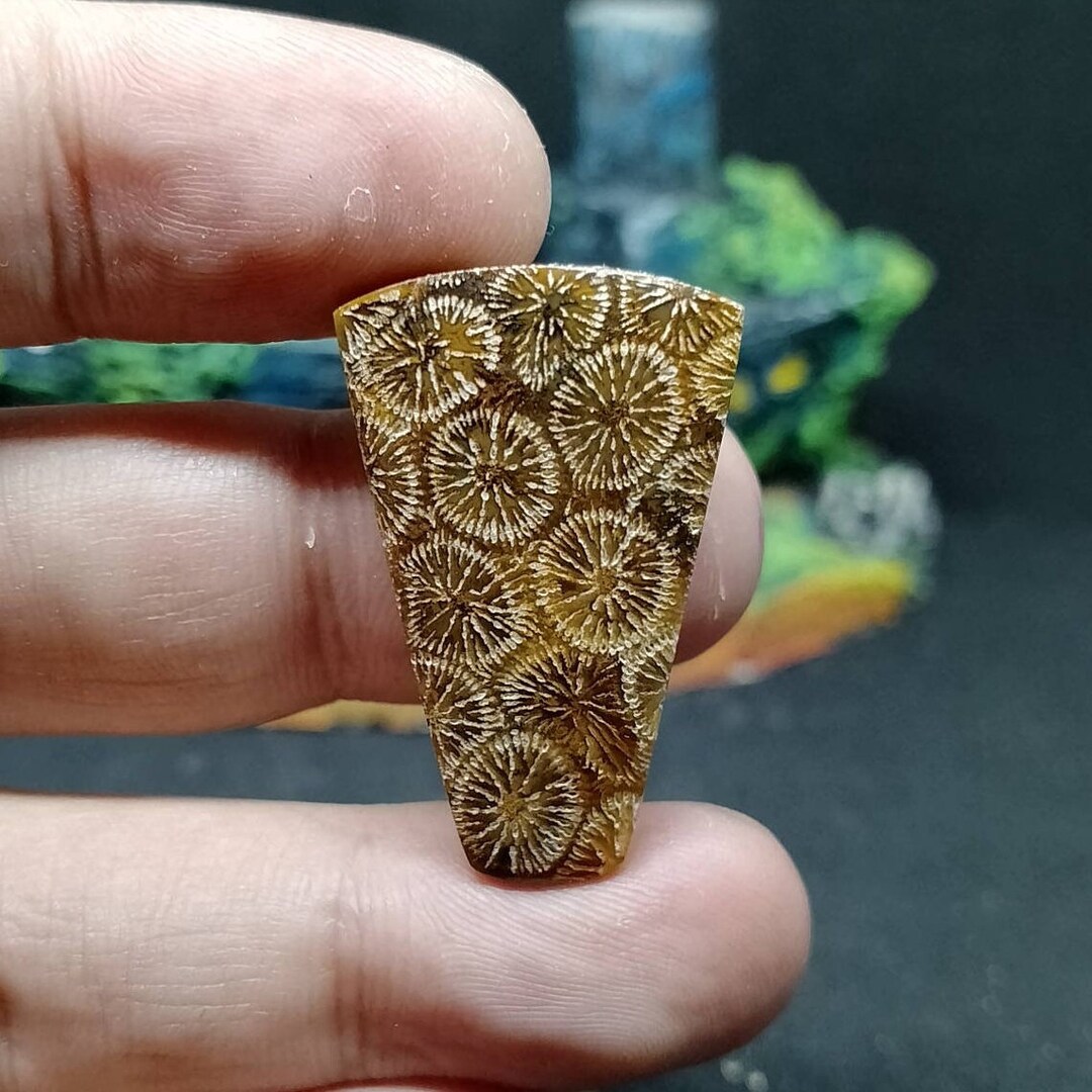 Coral Fossil Stone. Very Beautiful Pattern - Etsy