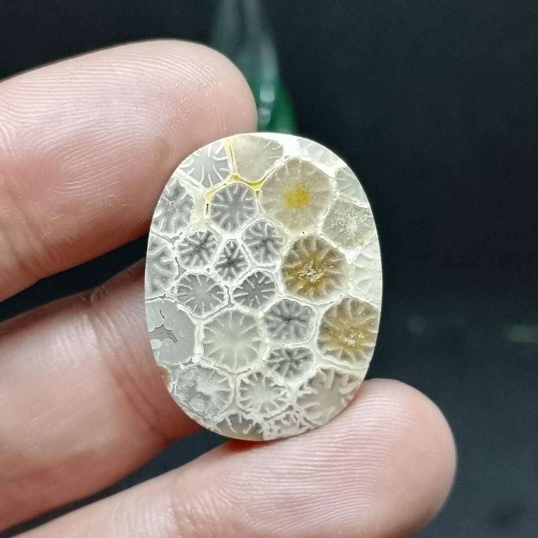 Coral Fossil Stone With Beautiful Patterns - Etsy
