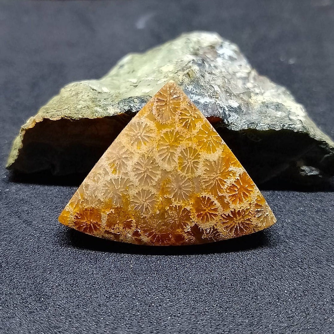 Fossil Coral, Unique Ancient Stone - Etsy