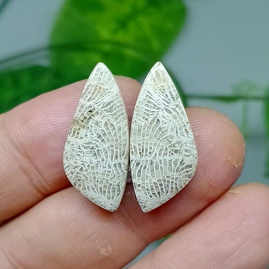 Centipede Pattern Coral Fossil, Very Rare and Unique - Etsy