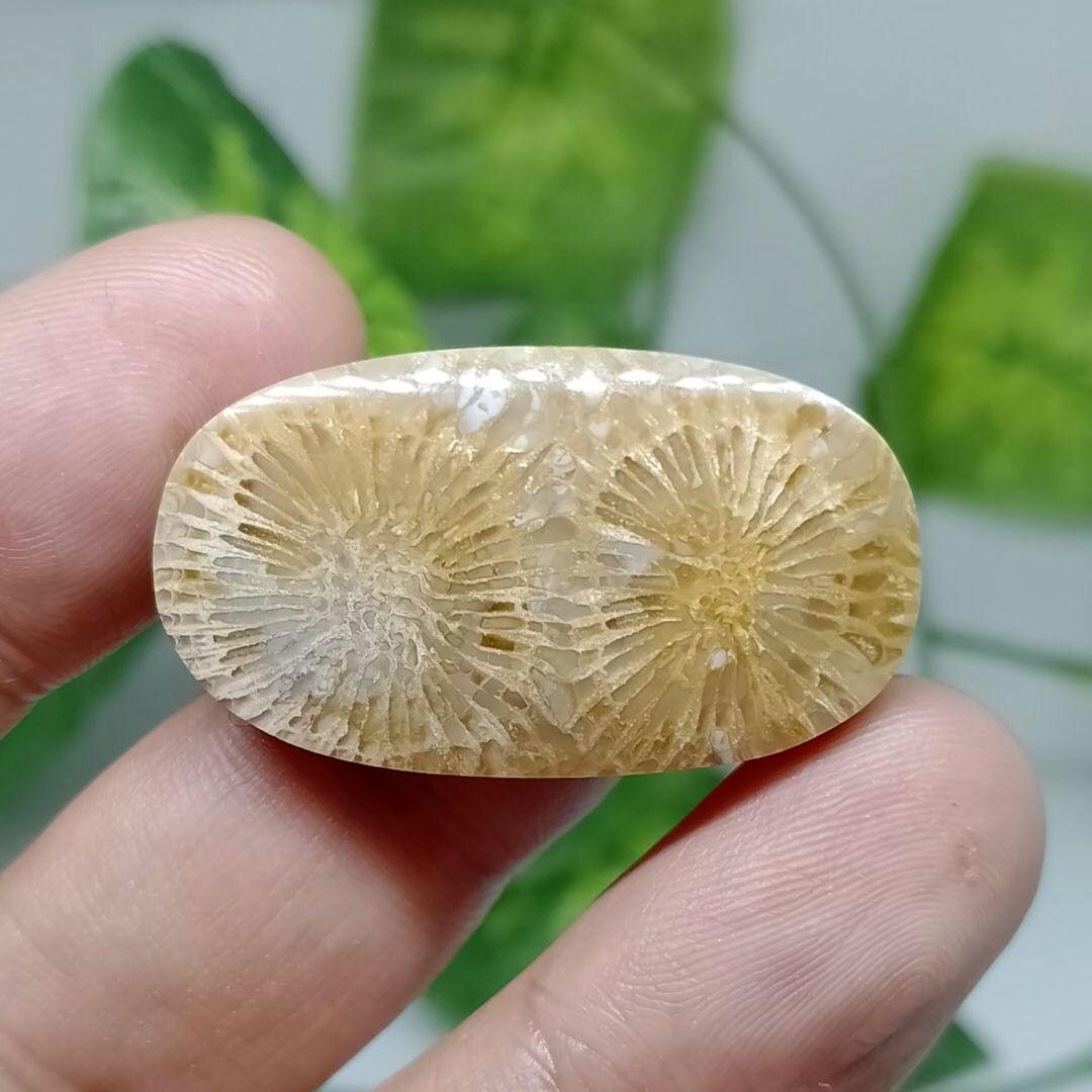 The Coral Fossils Are Stunning - Etsy