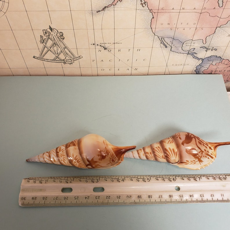 2 Vintage 1970's Carved Conch Seashells Sea Shell - Etsy