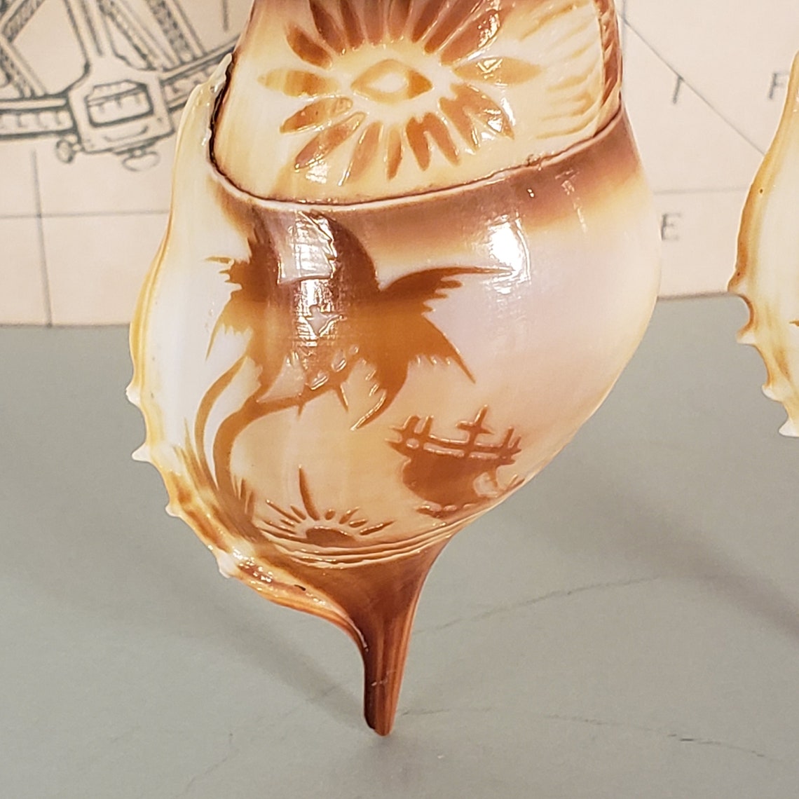2 Vintage 1970's Carved Conch Seashells Sea Shell - Etsy