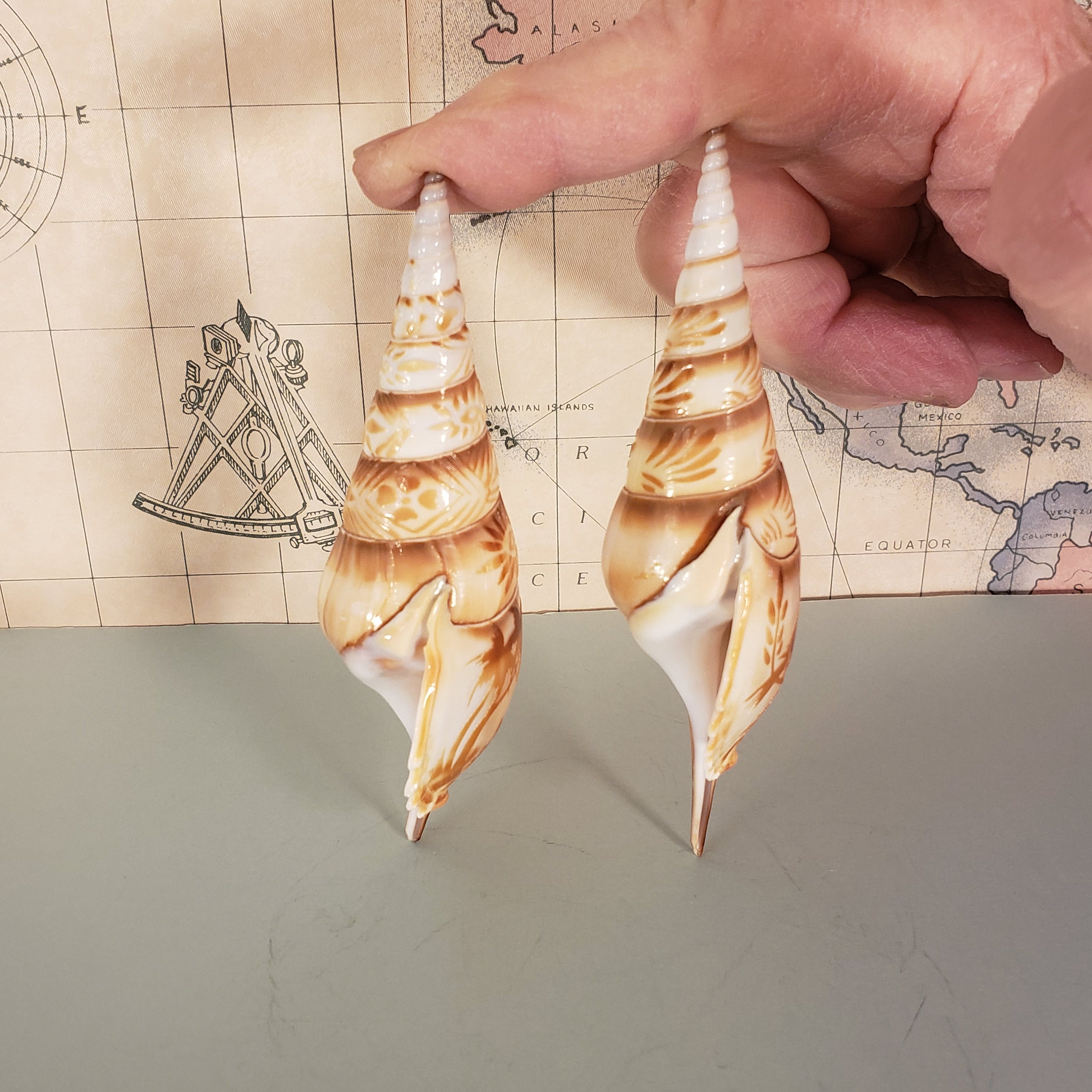 2 Vintage 1970's Carved Conch Seashells Sea Shell - Etsy