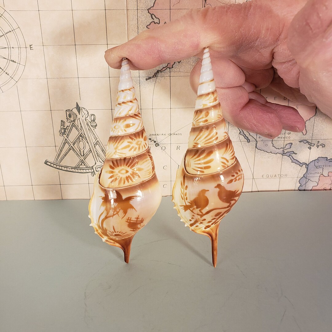 2 Vintage 1970's Carved Conch Seashells Sea Shell - Etsy