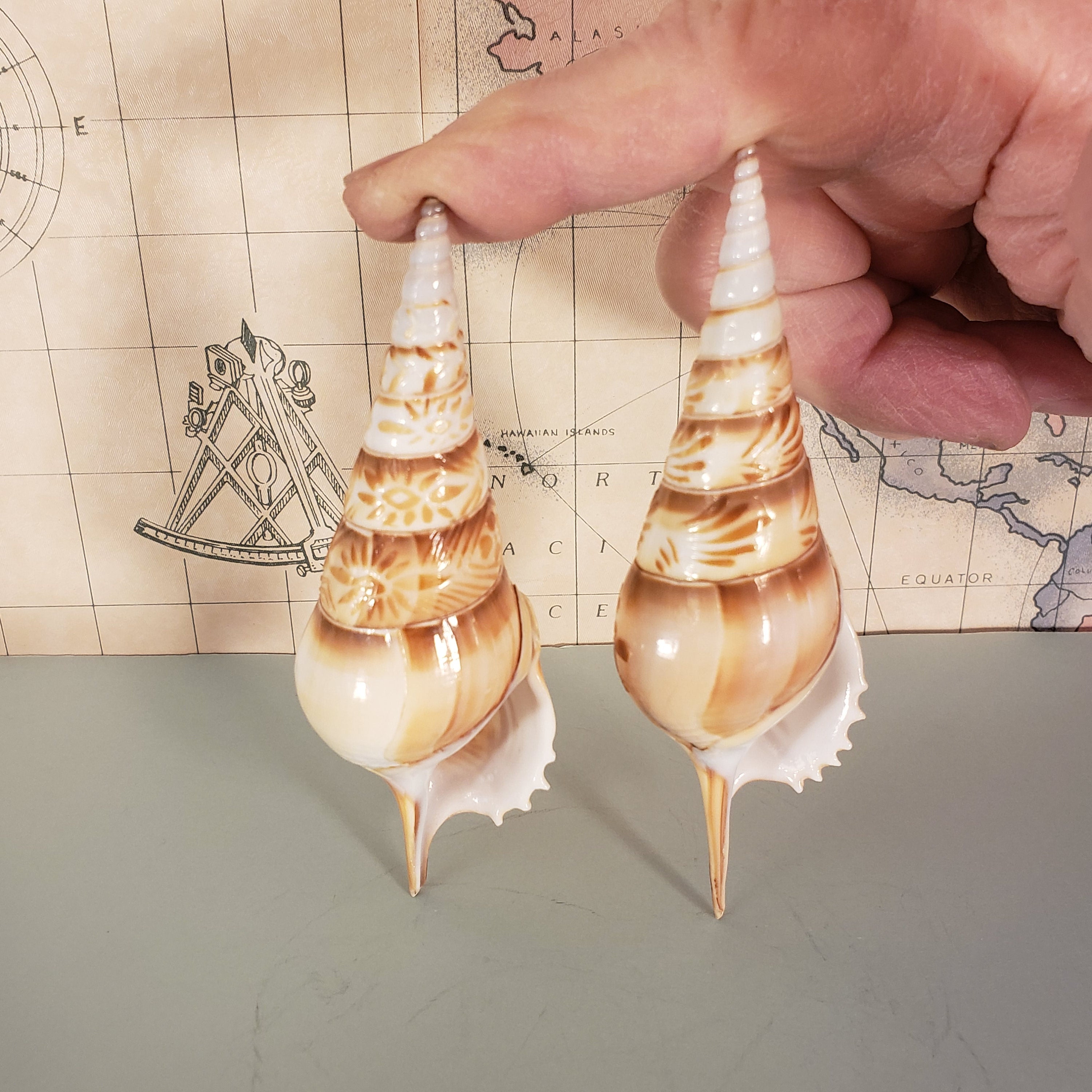 2 Vintage 1970's Carved Conch Seashells Sea Shell - Etsy