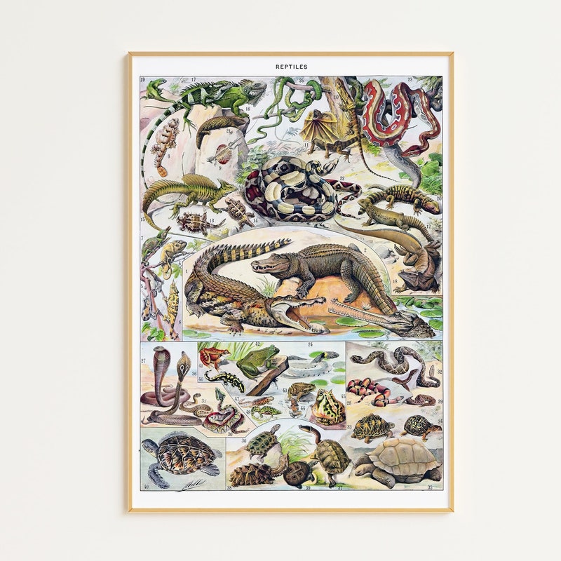 Adolphe Millot Reptile - Etsy