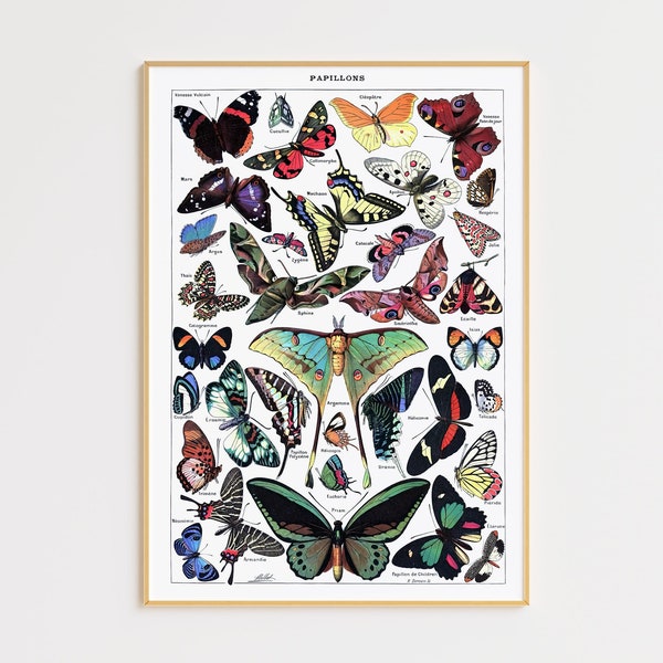 Butterfly Poster - Etsy