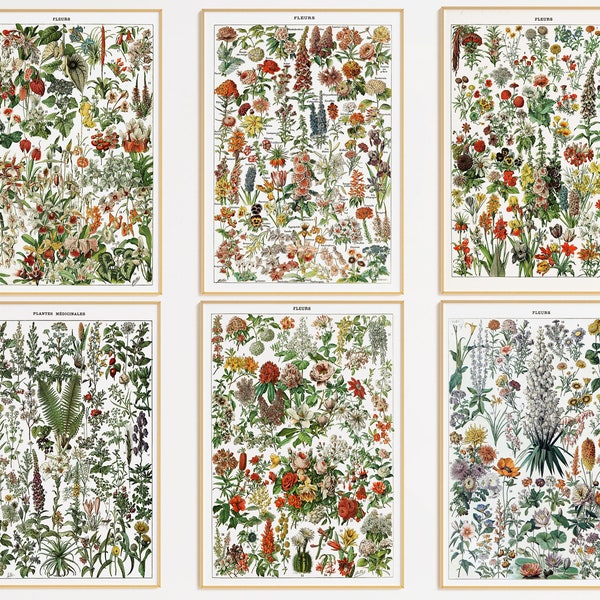 Botanical Poster - Etsy