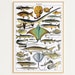 Sea Life Chart Printable Wall Art | Digital Download | Ocean Map Poster ...