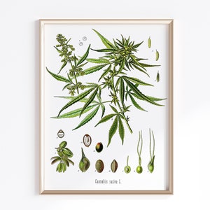 Cannabis Art Printable | Digital Download | Marijuana Print | Botanical ...