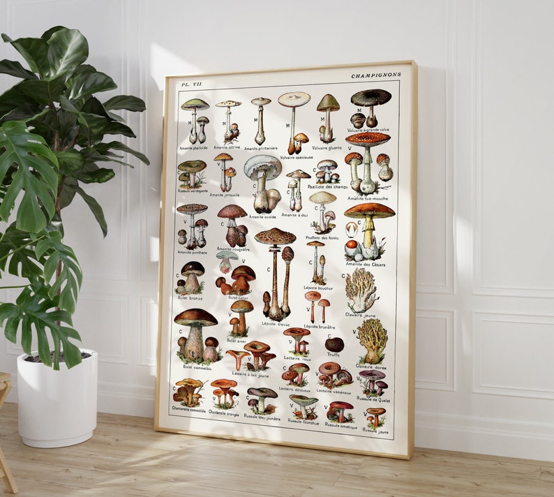 Printable Mushroom Poster | Vintage Mushroom Art Print | Mushroom Wall ...