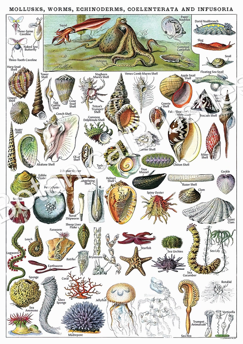 Printable Ocean Marine Life Print | Digital Download | Vintage ...