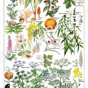 Printable Dangerous Plants Poster | Poisonous Plants Illustration ...