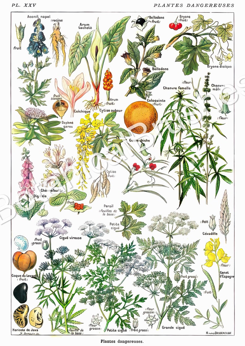 Printable Dangerous Plants Poster | Poisonous Plants Illustration ...