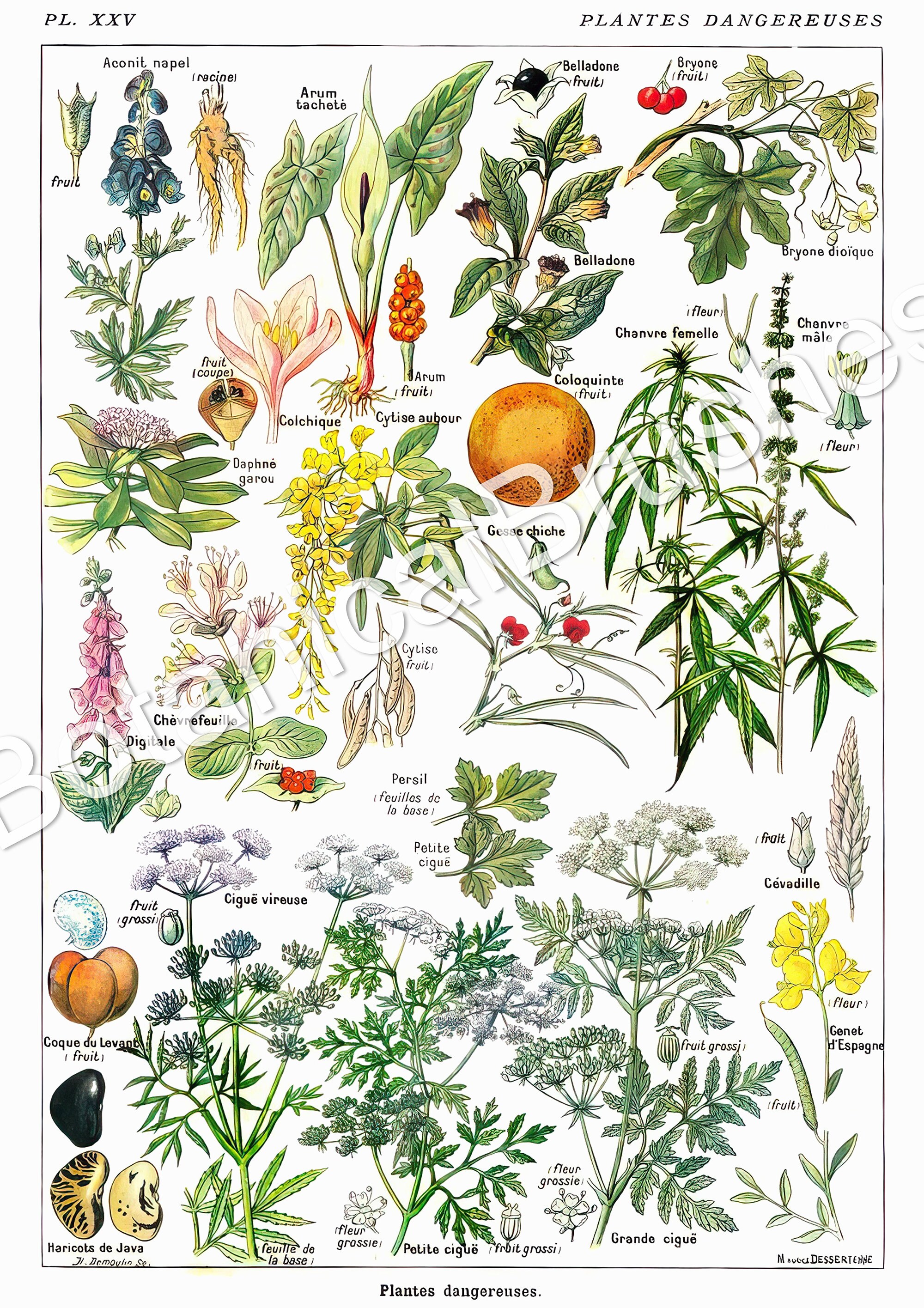 Printable Dangerous Plants Poster | Poisonous Plants Illustration ...