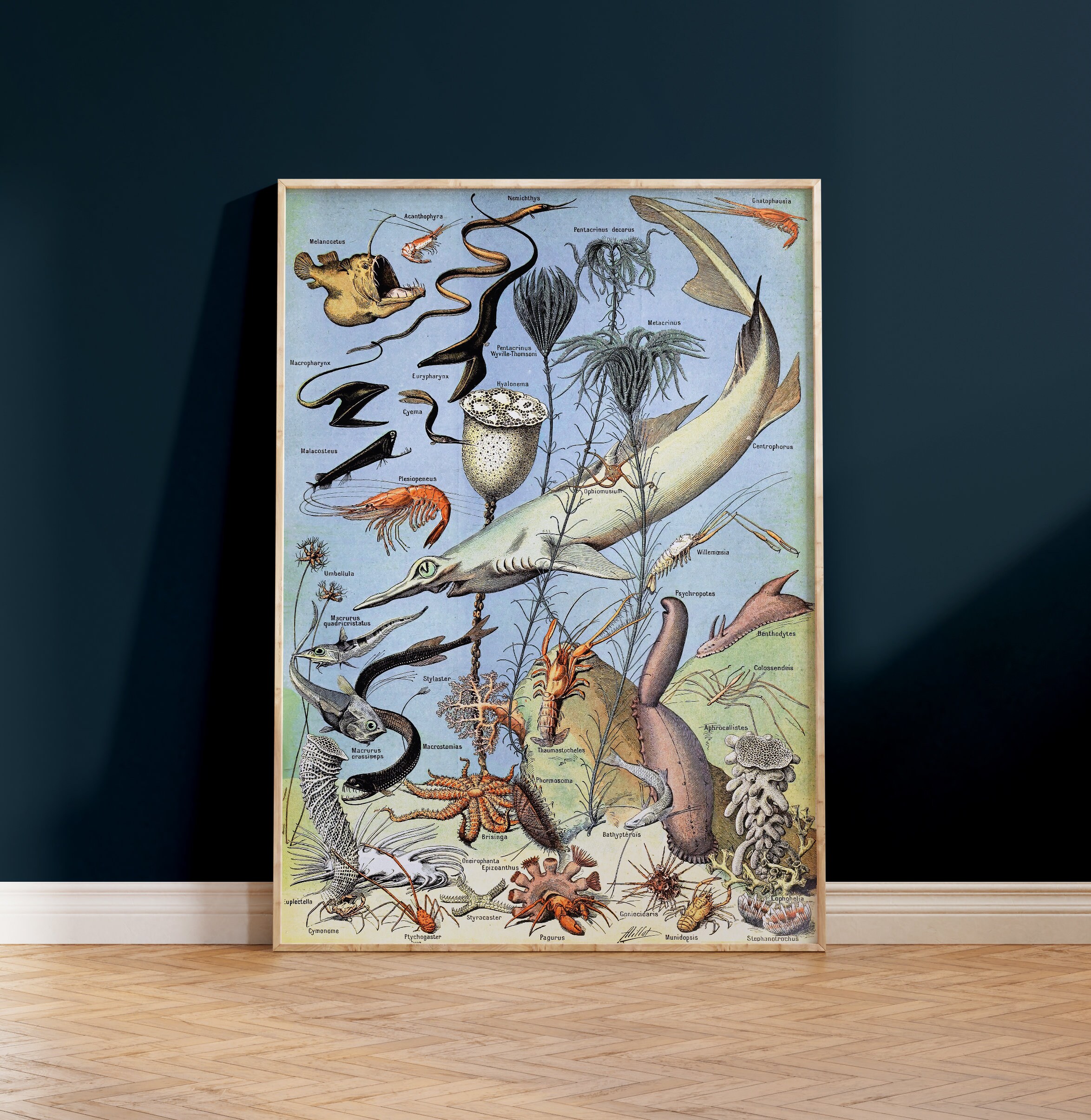 Oceanography Printable Wall Decor Adolphe Millot Digital Download ...