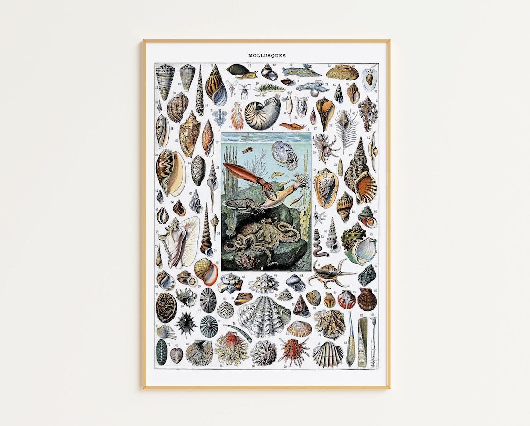 Printable Seashell Print | Digital Download | Vintage Sea Life Art ...