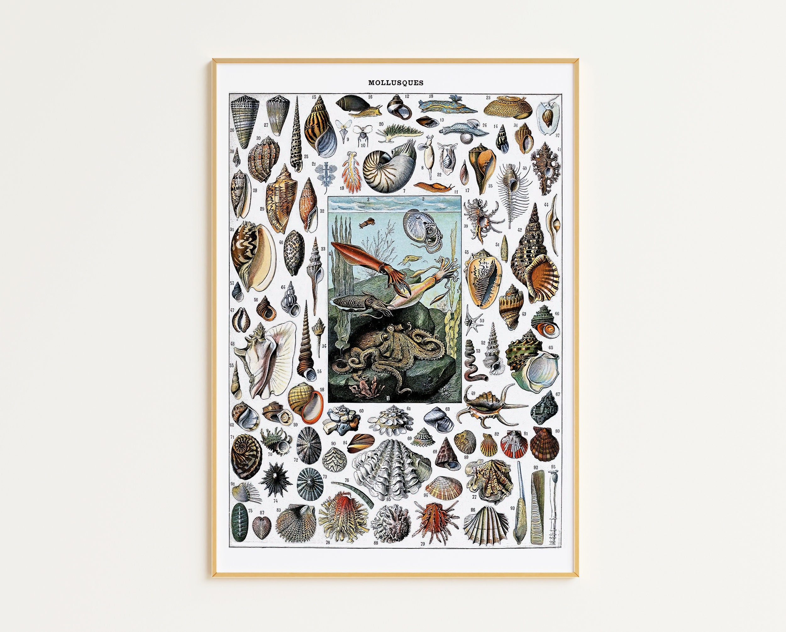 Printable Seashell Print | Digital Download | Vintage Sea Life Art ...