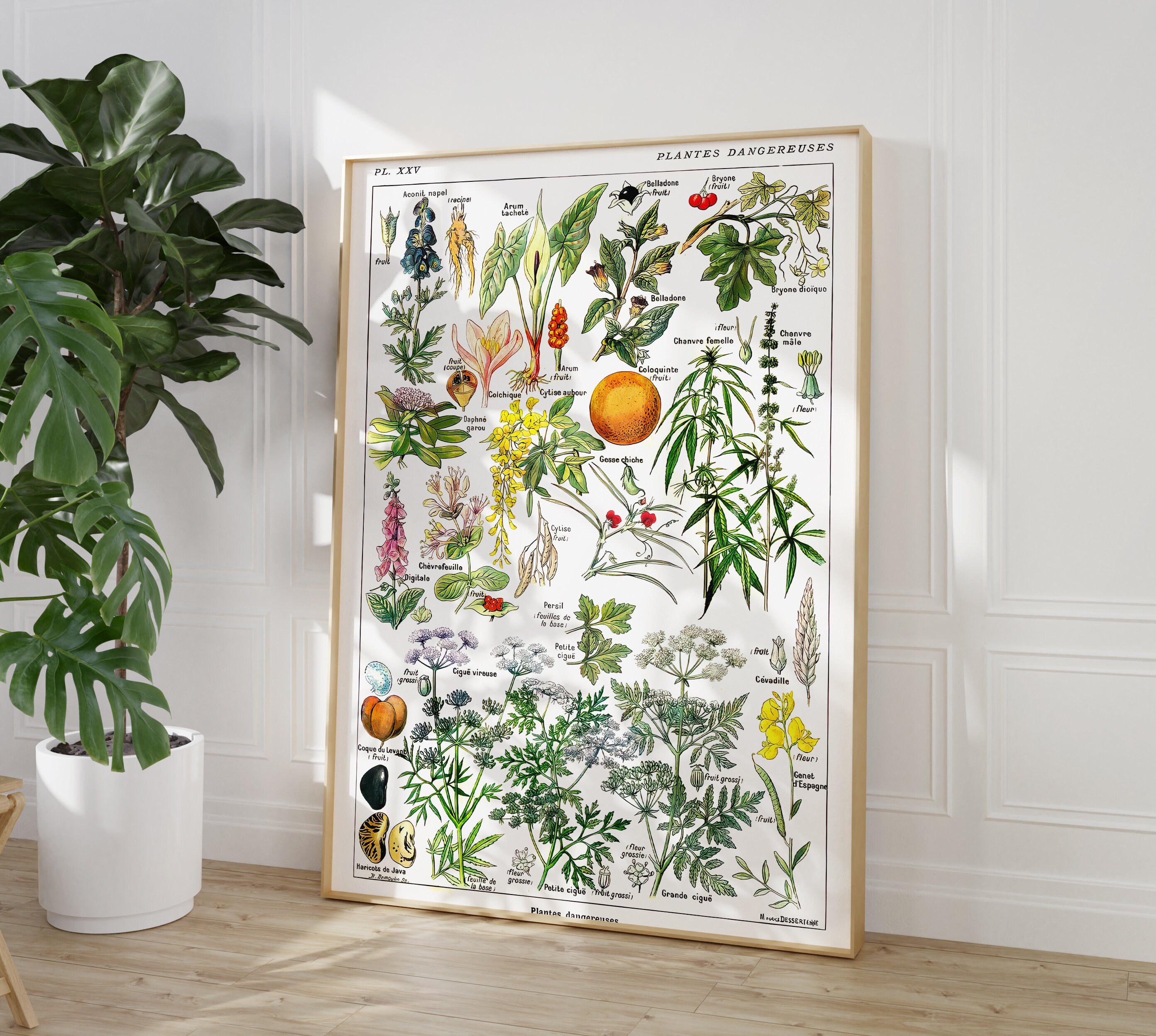 Printable Dangerous Plants Poster | Poisonous Plants Illustration ...
