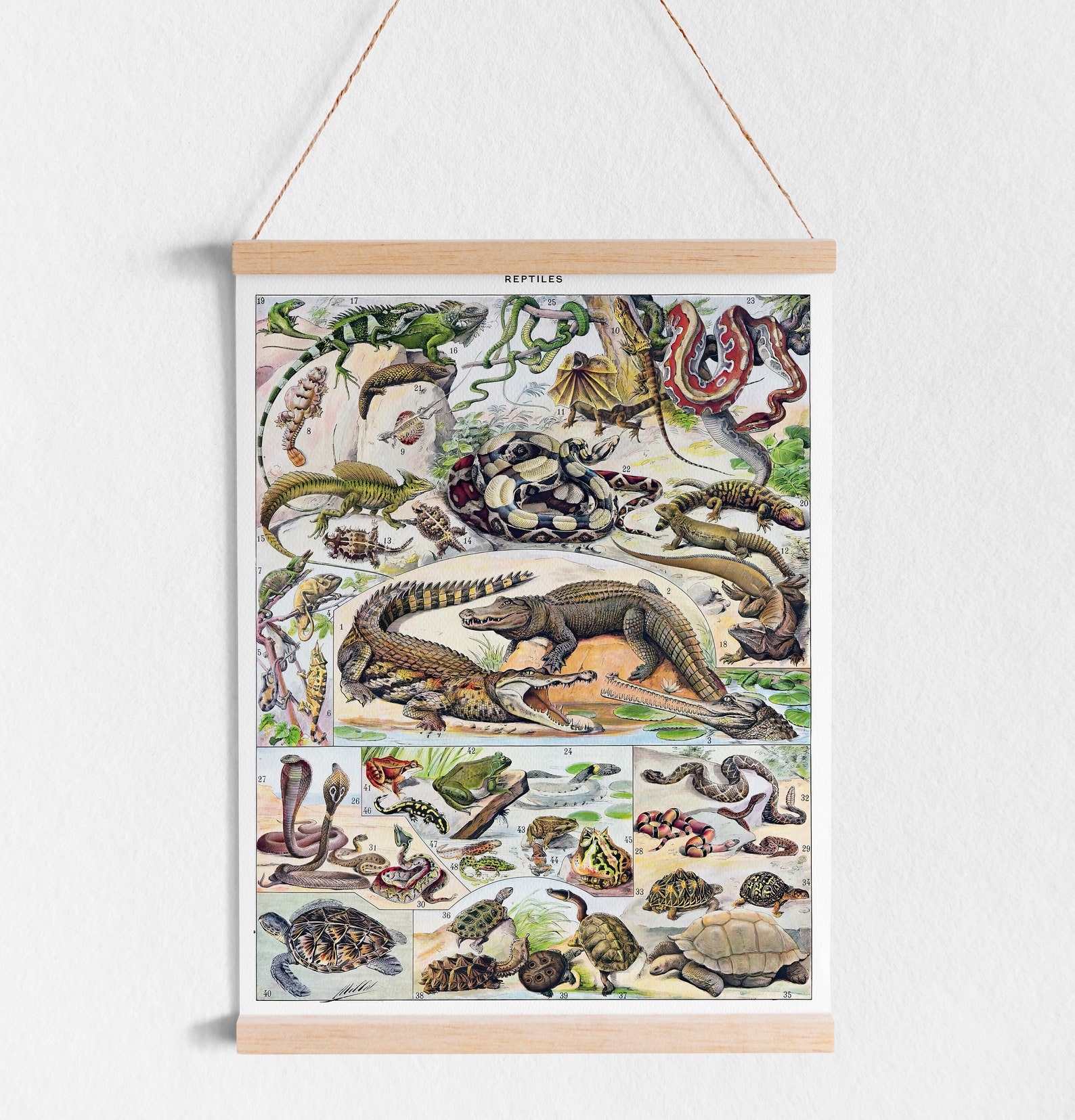 Antique Reptile Poster Printable Art | Digital Download | Adolphe ...