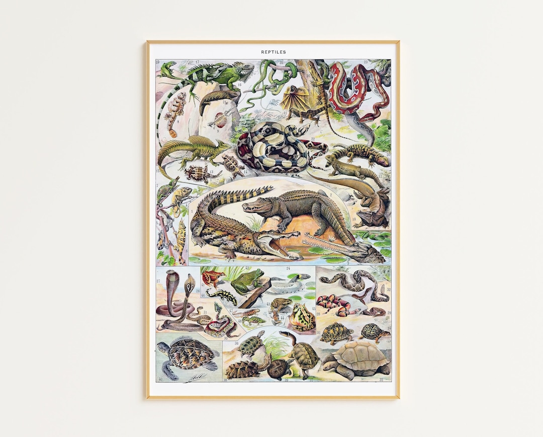 Antique Reptile Poster Printable Art | Digital Download | Adolphe ...