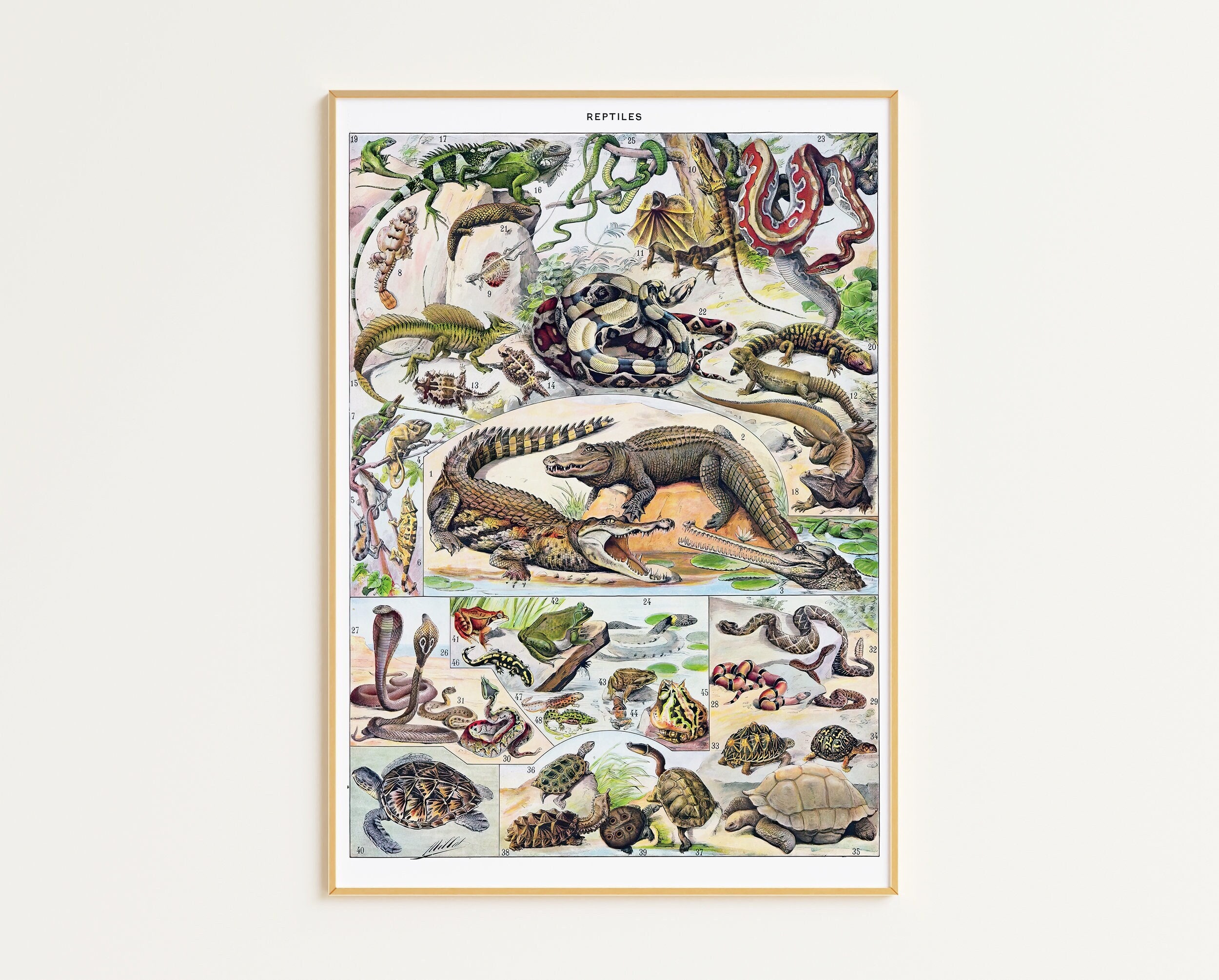 Antique Reptile Poster Printable Art | Digital Download | Adolphe ...