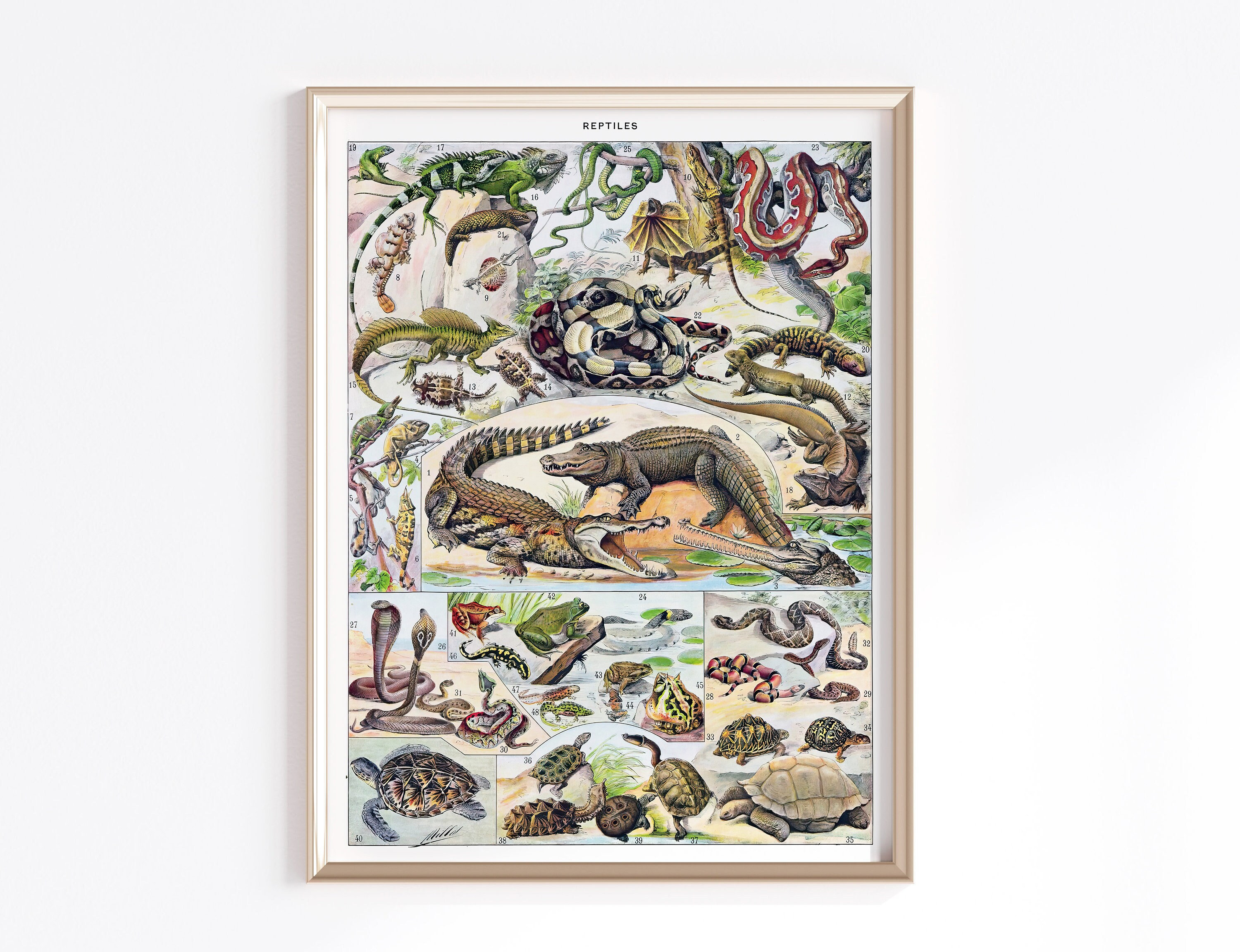 Antique Reptile Poster Printable Art Digital Download Adolphe Millot ...