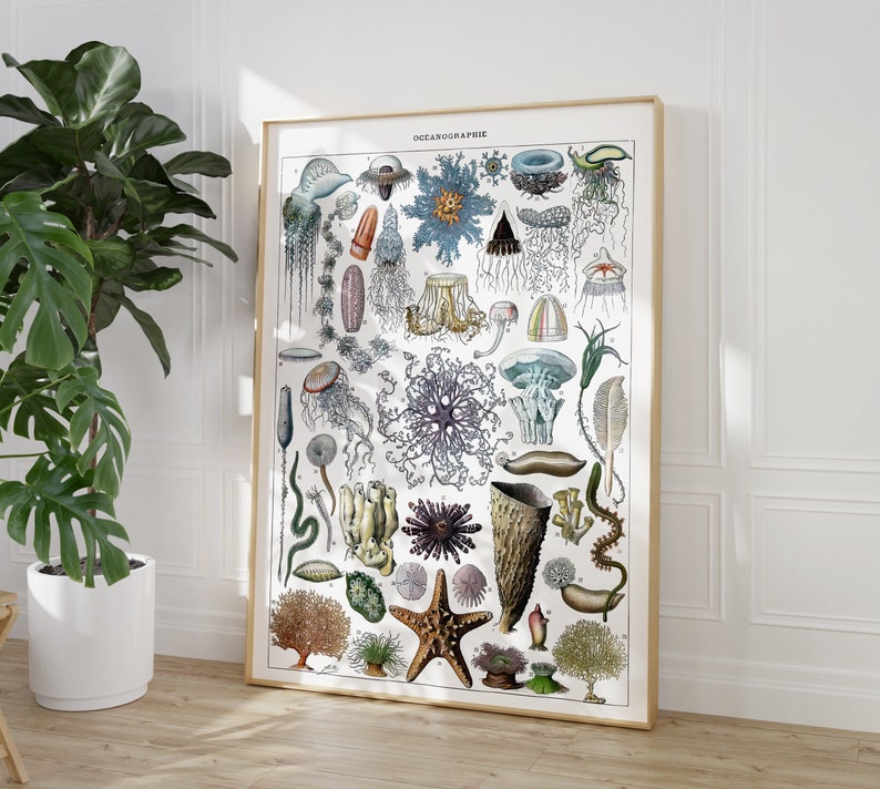 Printable Vintage Sealife Chart | Adolphe Millot Poster | Marine ...