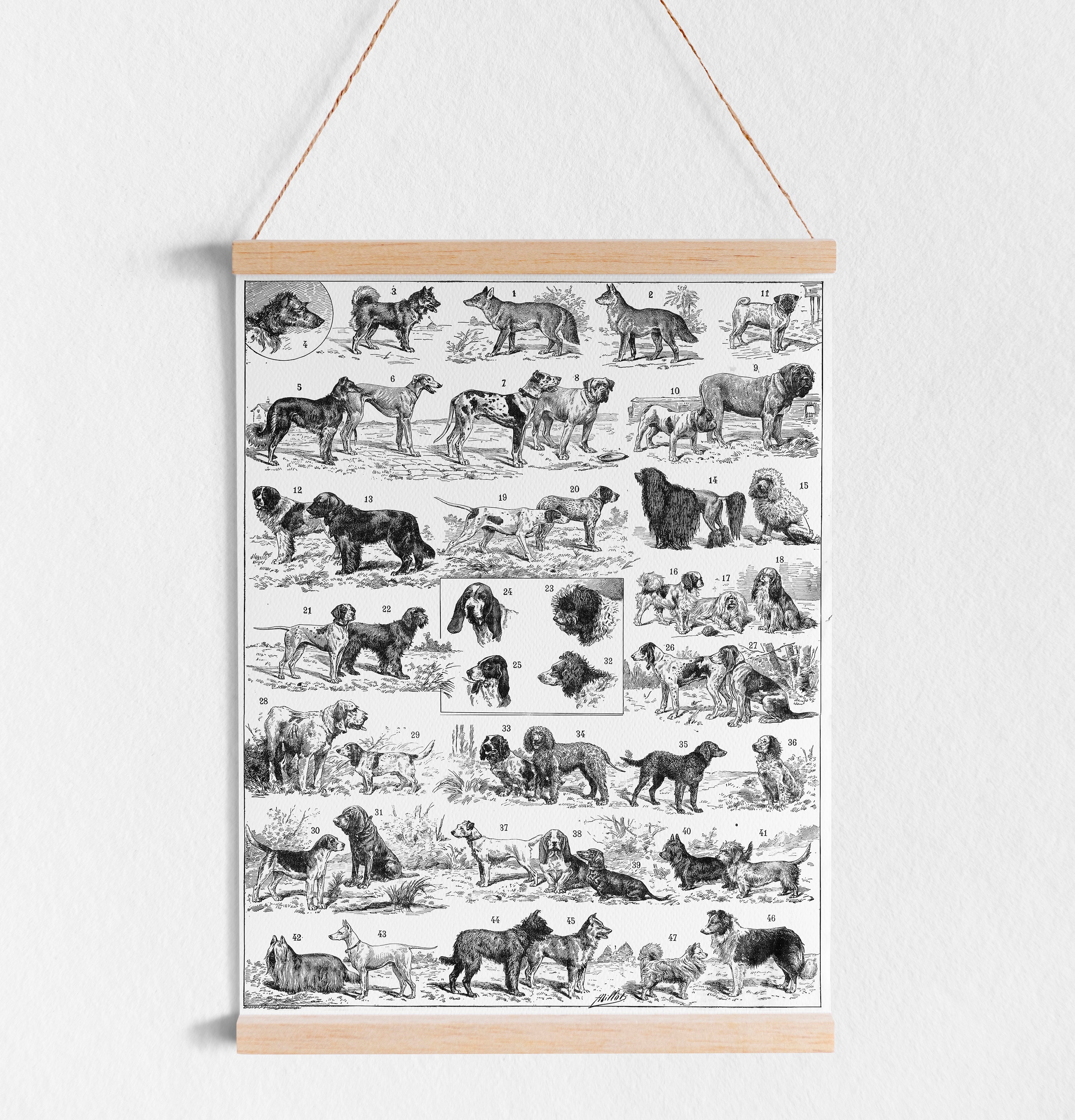 Antique Dog Breeds Printable Poster Digital Download Dog - Etsy