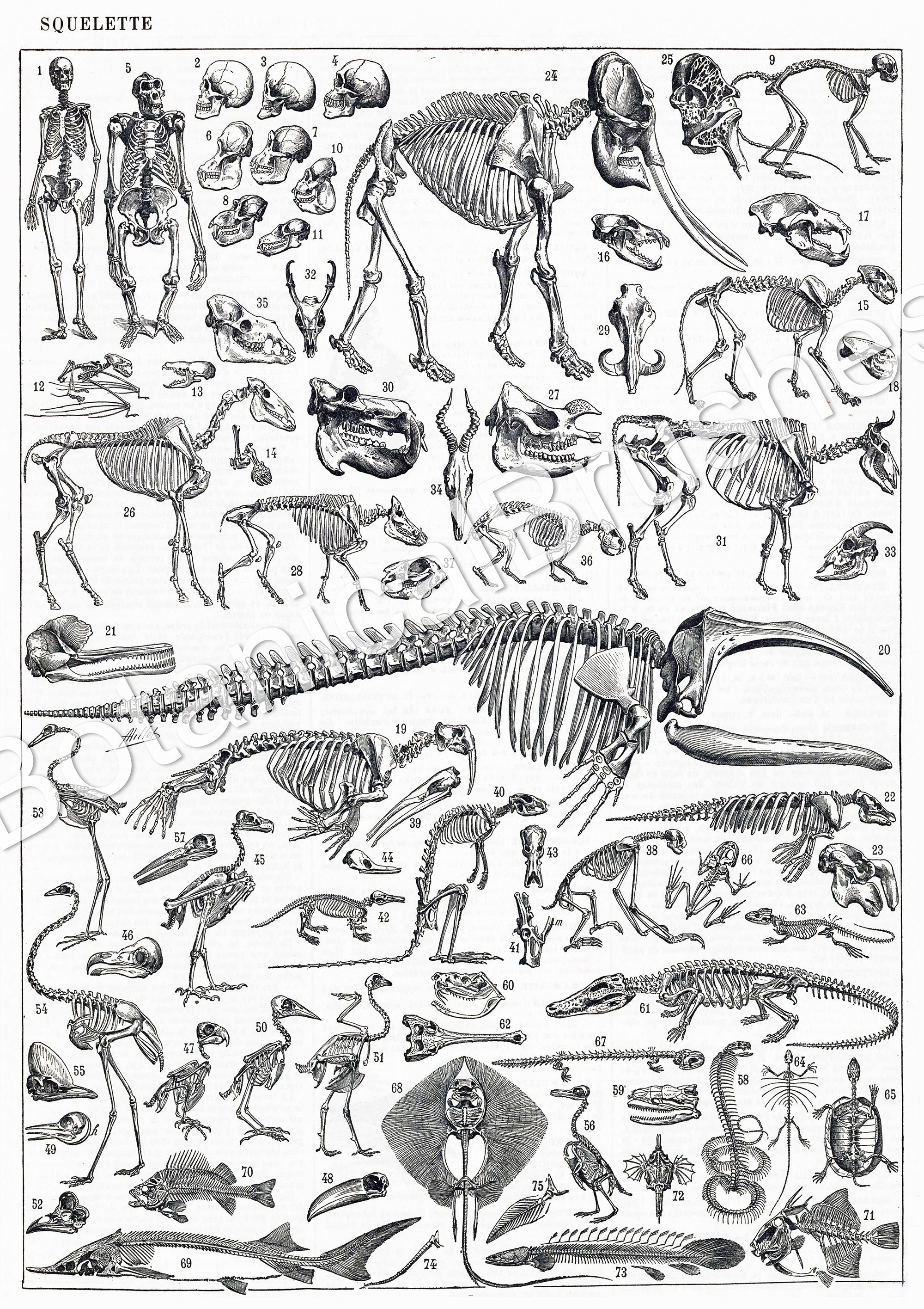 Printable Vintage Dinosaur Poster Digital Download Adolphe - Etsy Canada