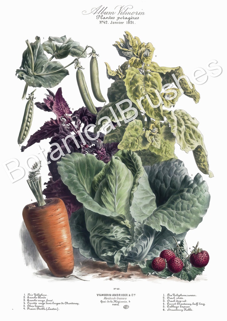 Printable Vintage Vegetable Print 1900s Digital Download - Etsy