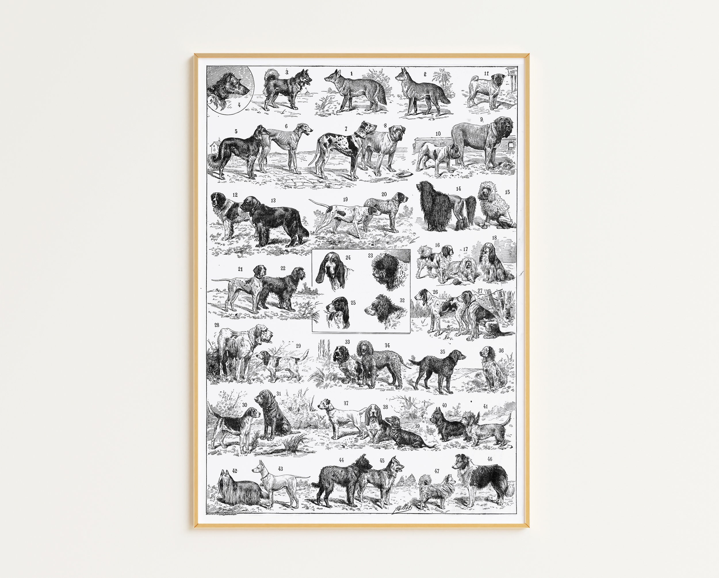 Antique Dog Breeds Printable Poster | Digital Download | Dog Breeds ...