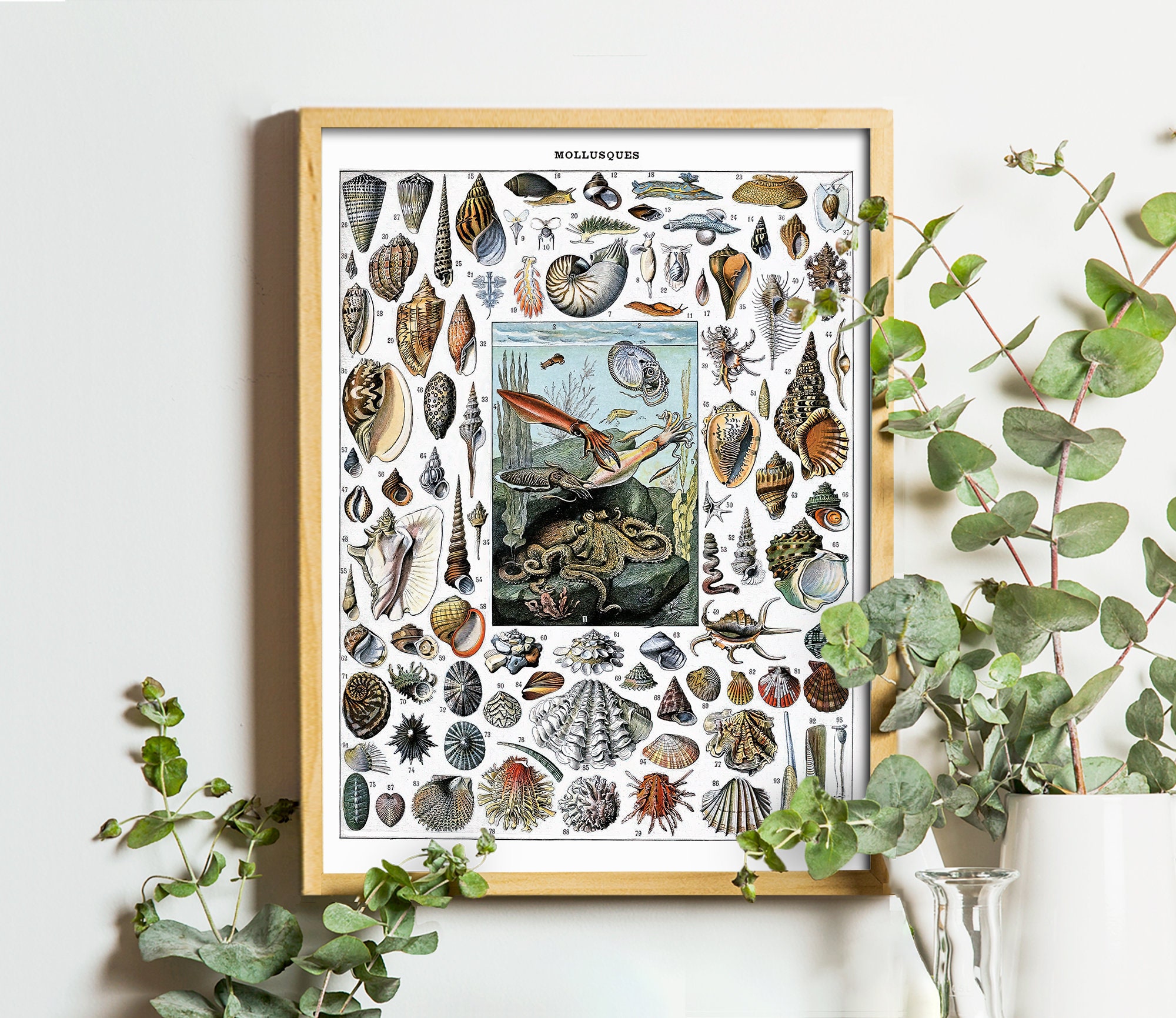 Printable Seashell Print Digital Download Vintage Sea Life Art Ocean ...